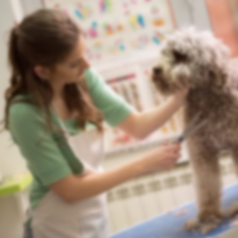 Gallery Archives - Spa 4 Paws - Salon and Mobile Pet Grooming