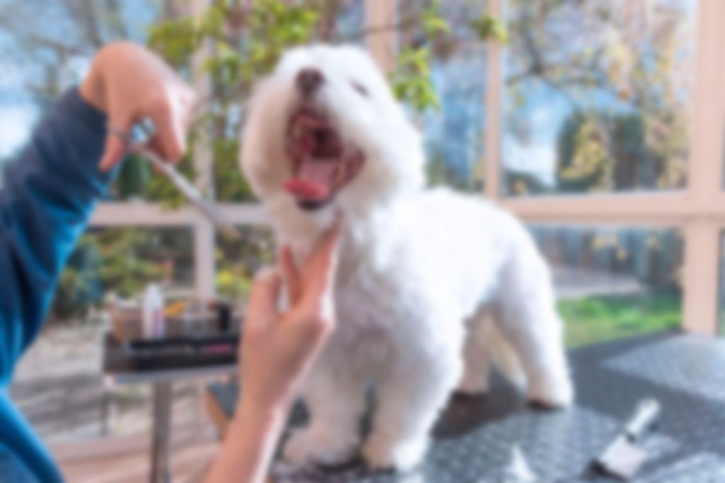 Services Archive - Spa 4 Paws - Salon and Mobile Pet Grooming